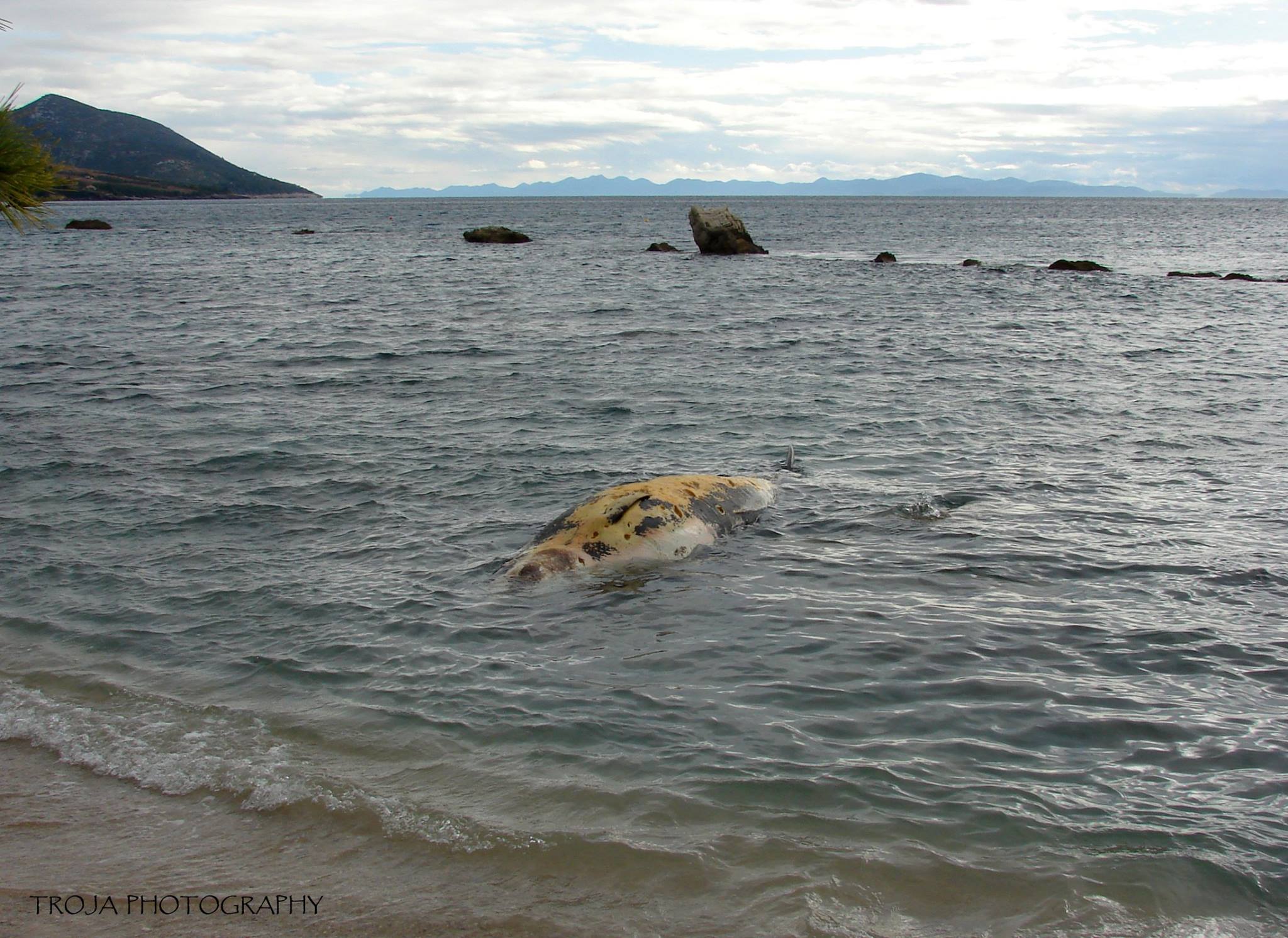 Cuvierov kljunasti kit 2 | Nova24TV