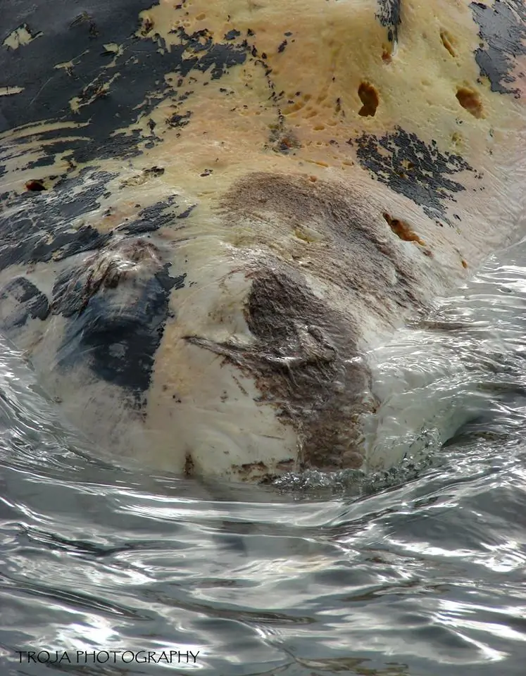 Na hrvaško obalo naplavilo redkega mrtvega kita | Nova24TV