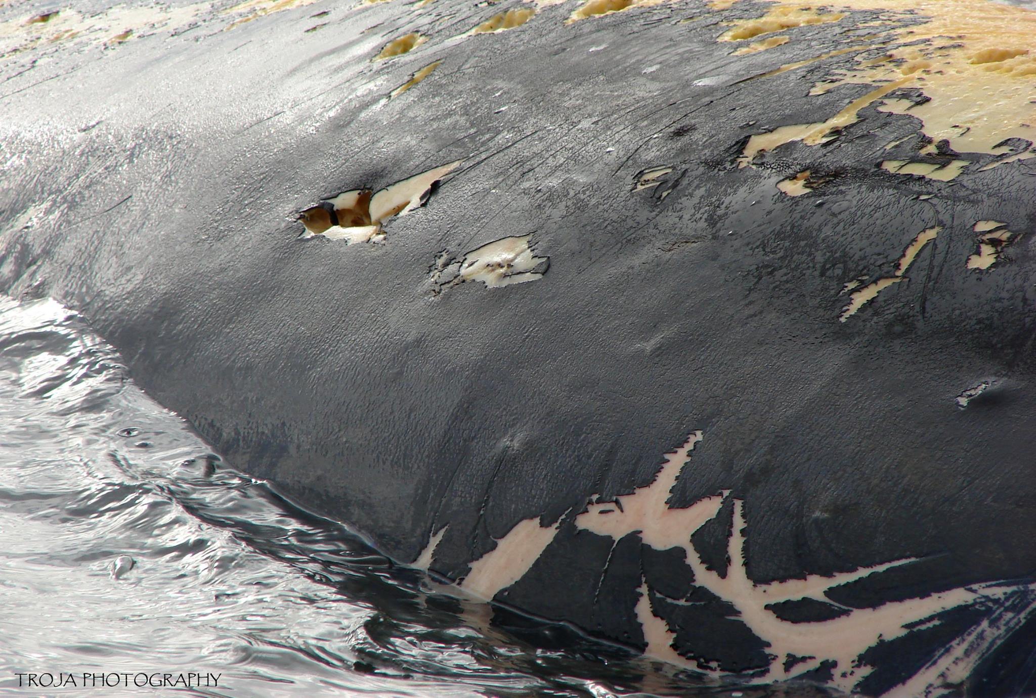 Cuvierov kljunasti kit 5 | Nova24TV