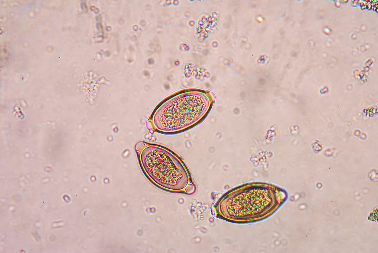 jajcece parazita | Nova24TV