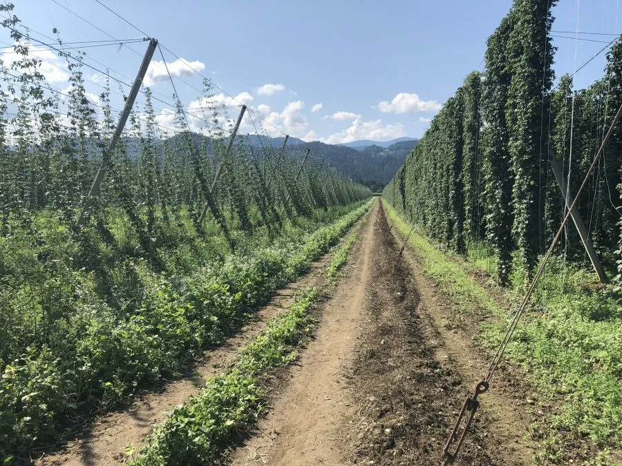 Za zeleno zlato ni vedno zlatih časov | Nova24TV