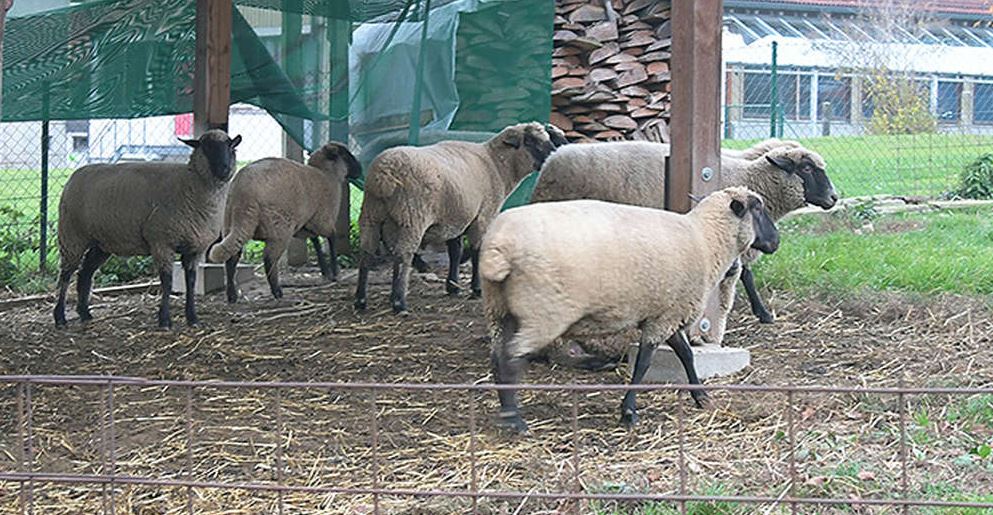 Temnopolti neznanec v Nemčiji spolno zlorabil ovco, ubogo žival so ...