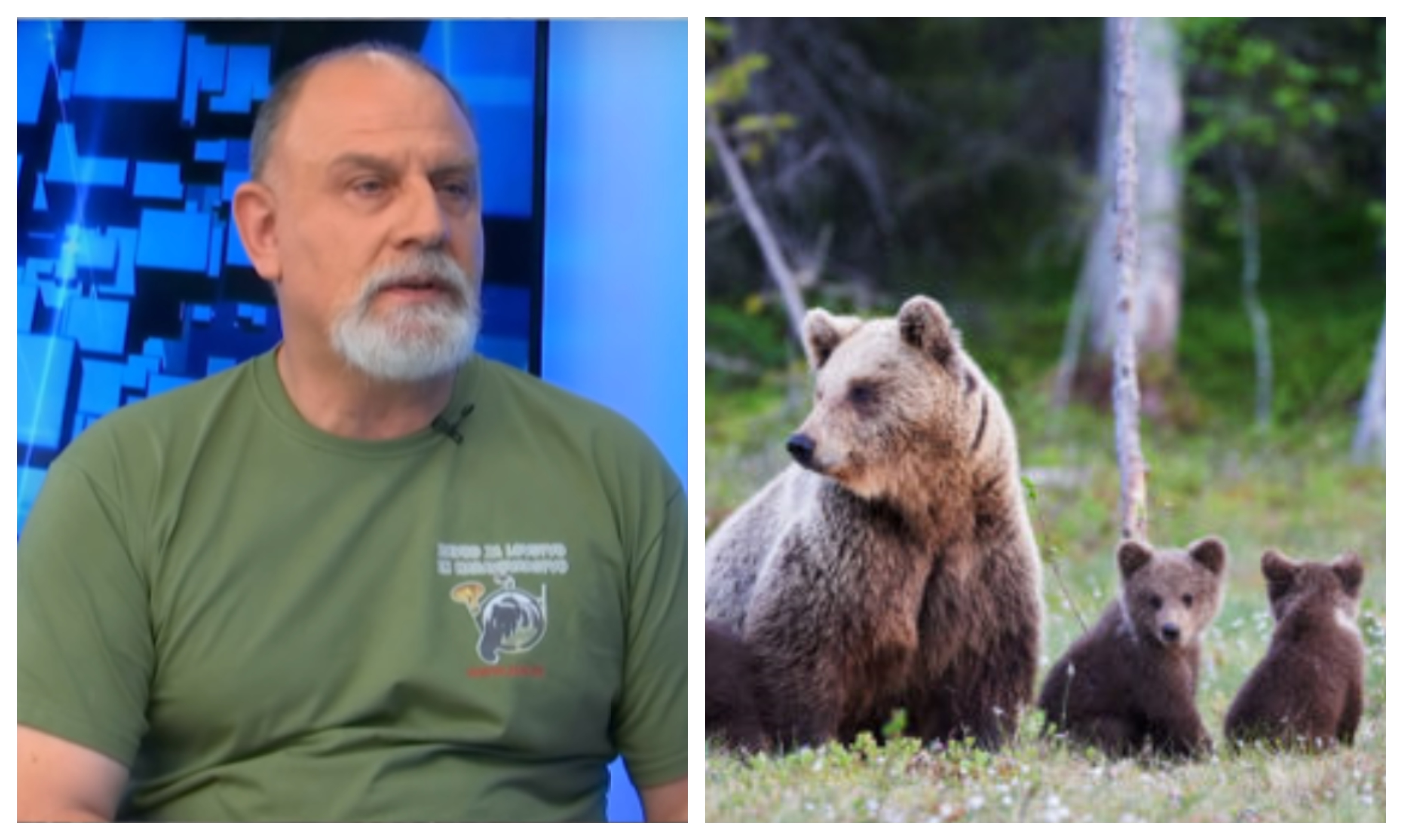 medvedka skerlj | Nova24TV