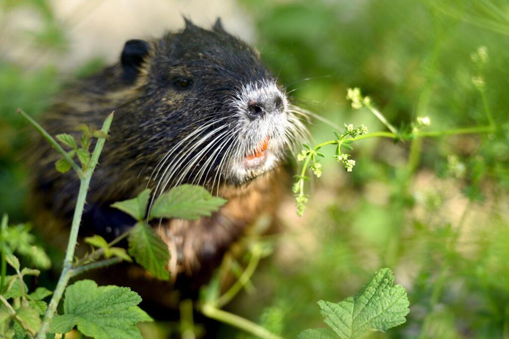 Franc Bogovič: “Golobu gre za nutrije, volke in medvede, ne pa za ...