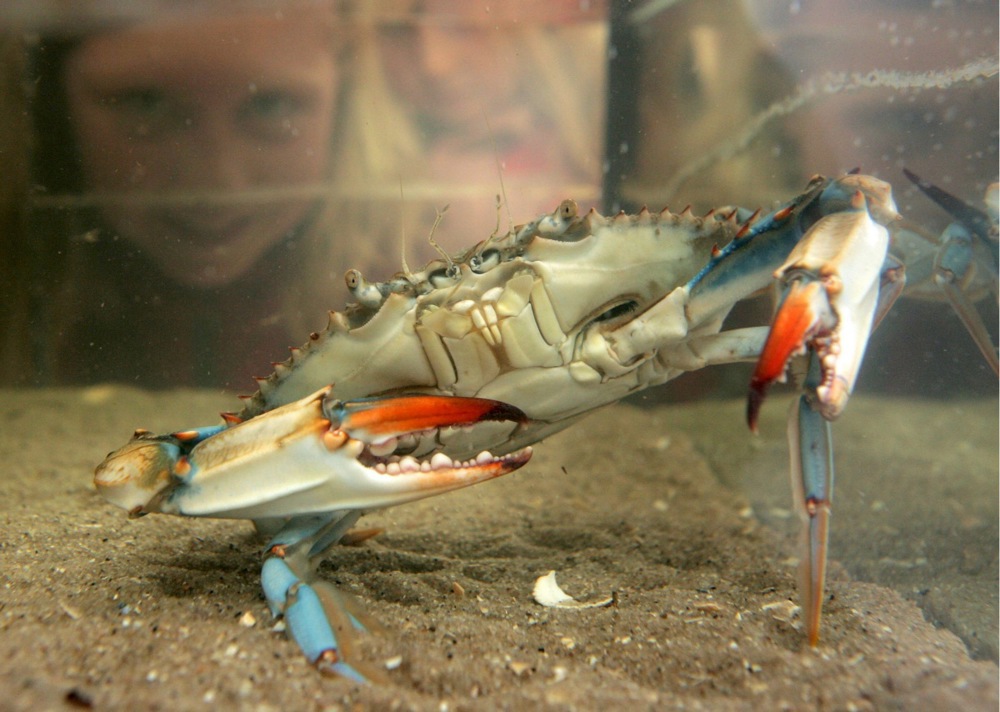 Italijani napovedali vojno modremu raku | Nova24TV